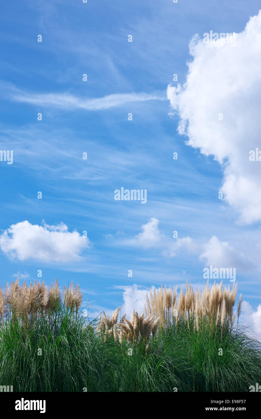 Japan silver grass hi-res stock photography and images - Alamy