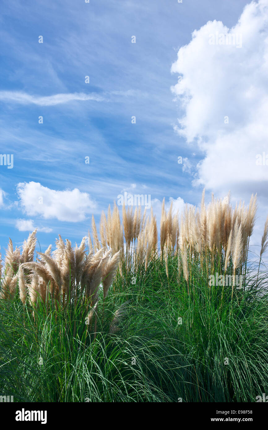 Japanese silver grass Stock Photo - Alamy