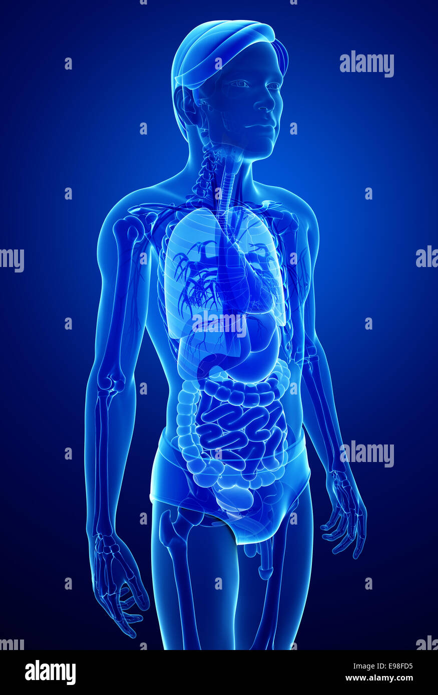 Illustration of x ray male digestive system artwork Stock Photo - Alamy