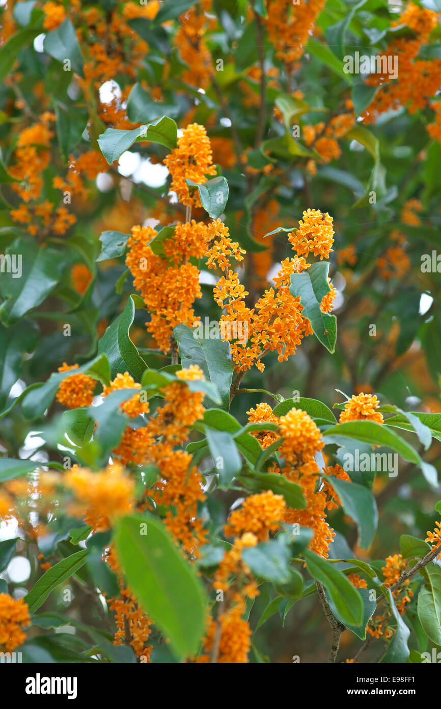 Osmanthus fragrans hi-res stock photography and images - Alamy
