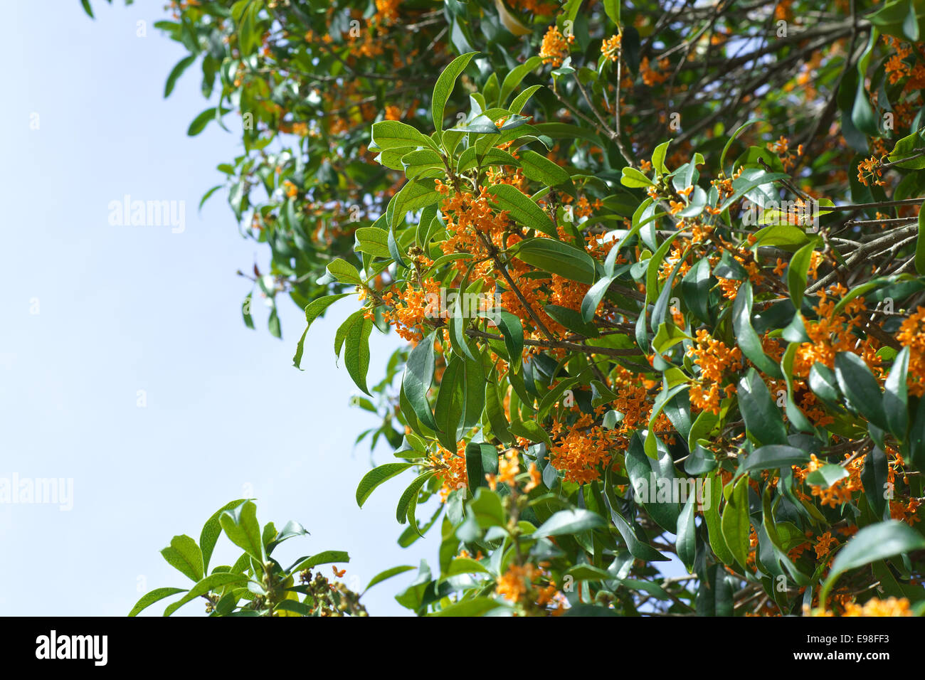 Osmanthus fragrans hi-res stock photography and images - Alamy