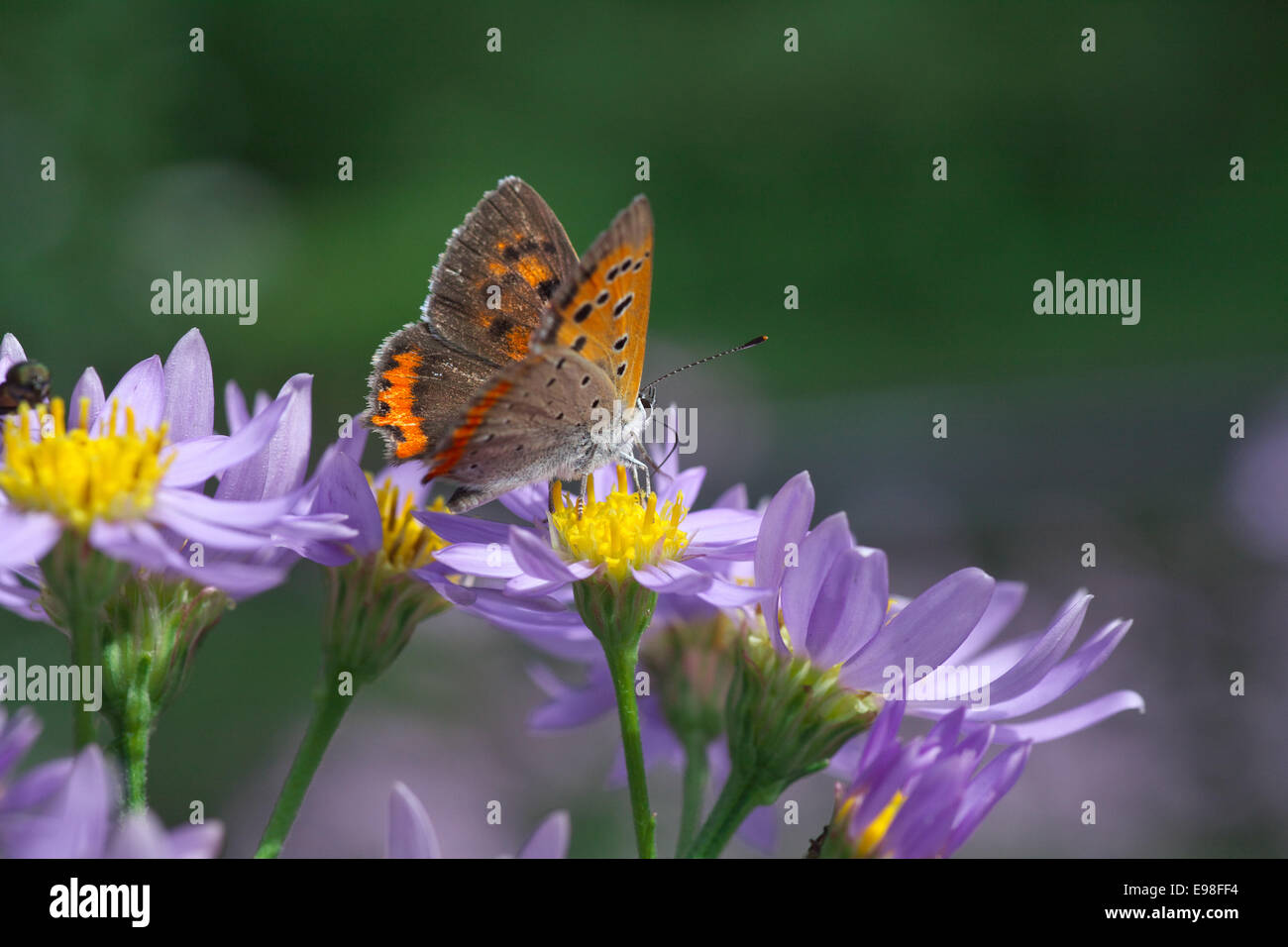 Common copper hi-res stock photography and images - Alamy