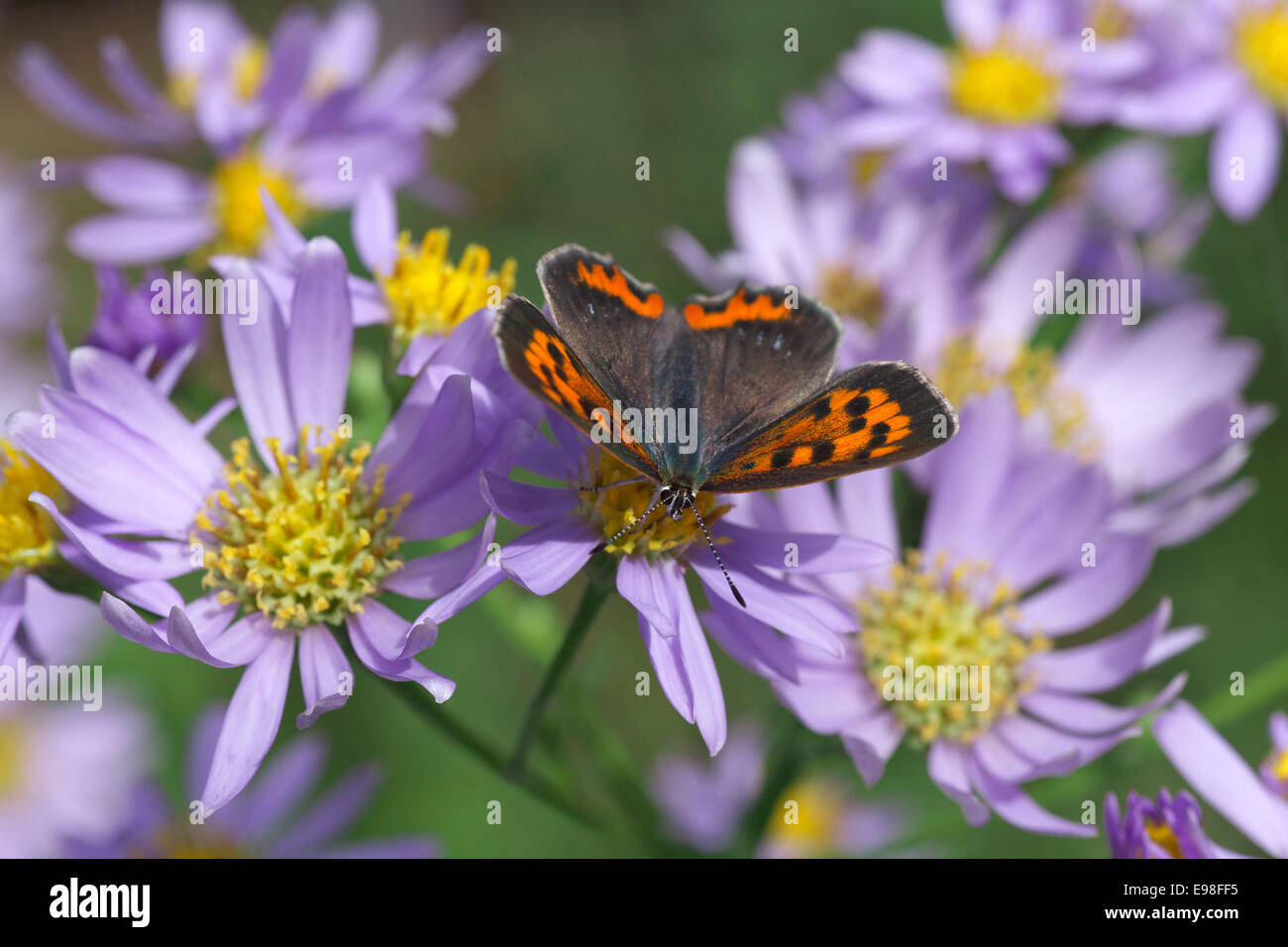 Common aster hi-res stock photography and images - Alamy