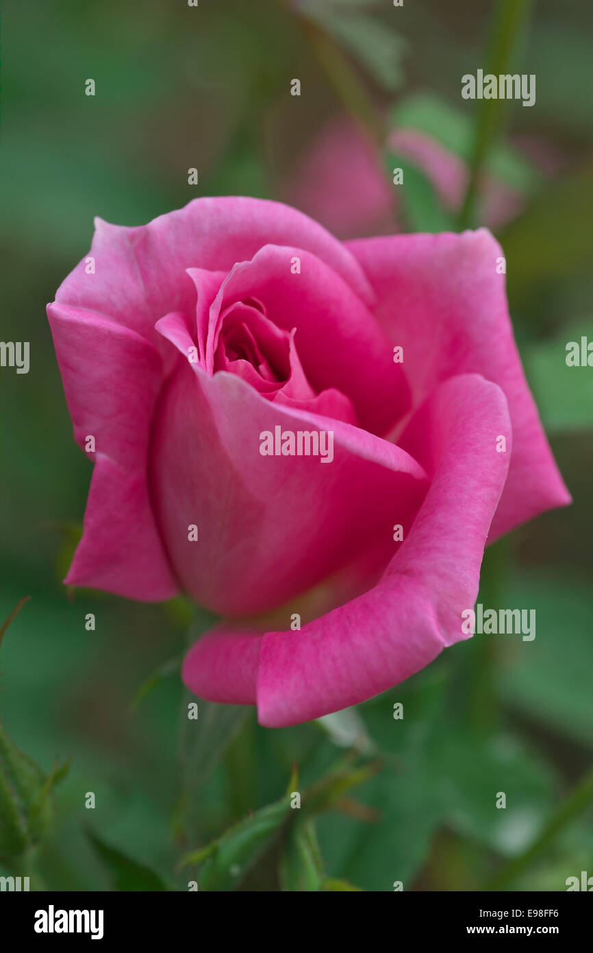 Tokyo rose hi-res stock photography and images - Alamy