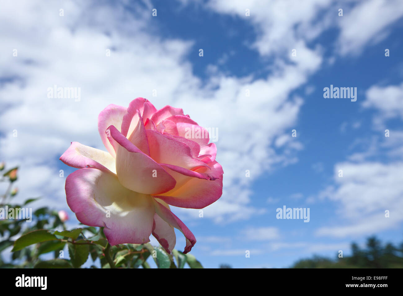 Princess monaco rose hi-res stock photography and images - Alamy