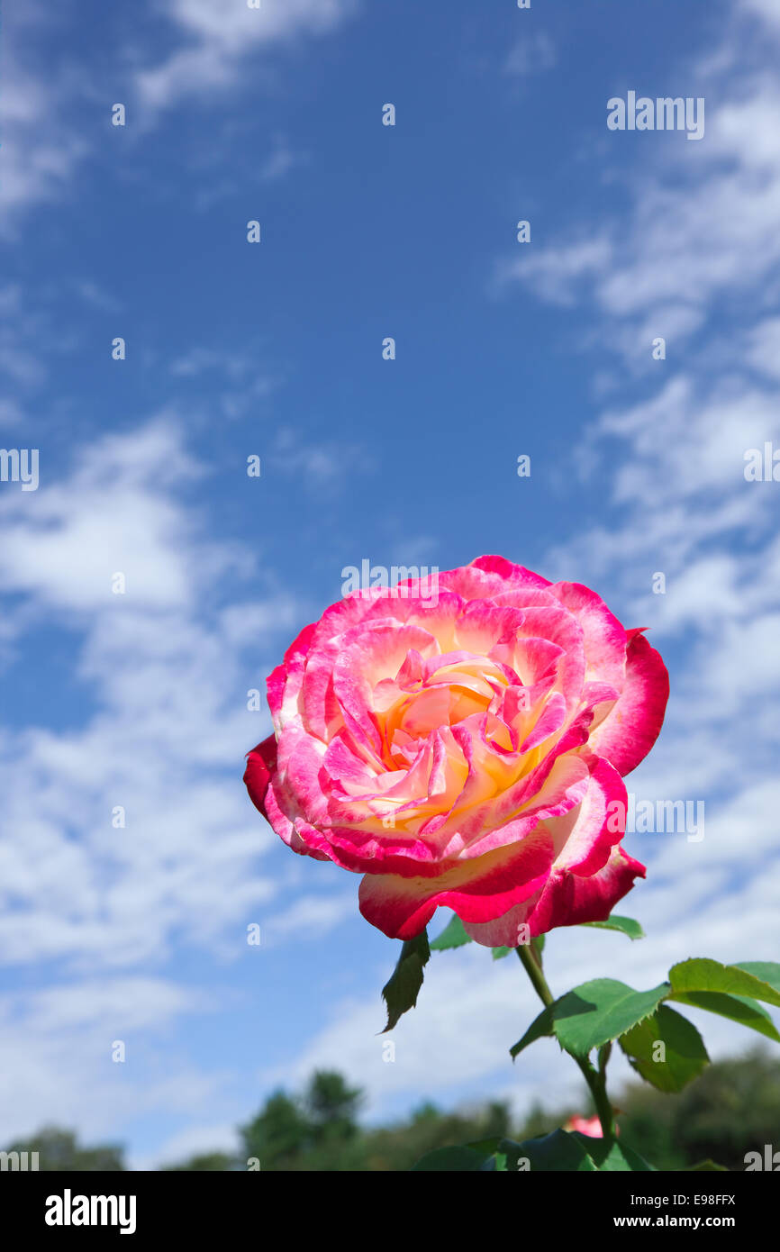 Double flower rose hi-res stock photography and images - Alamy