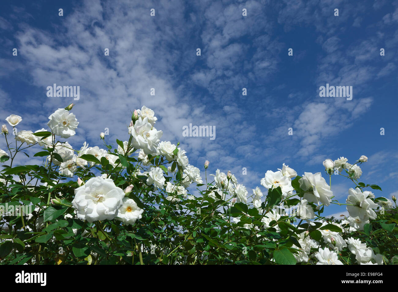 Iceberg rose flowers hi-res stock photography and images - Alamy
