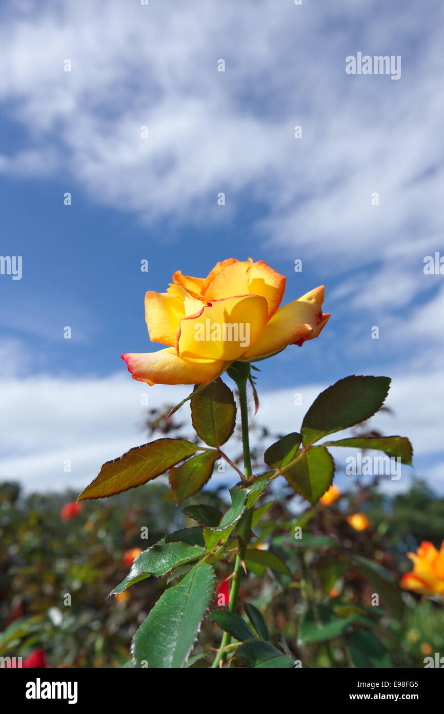 Charleston rose hi-res stock photography and images - Alamy
