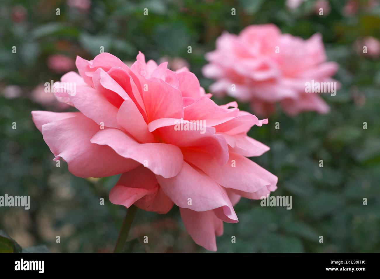 Elizabeth rose hi-res stock photography and images - Alamy