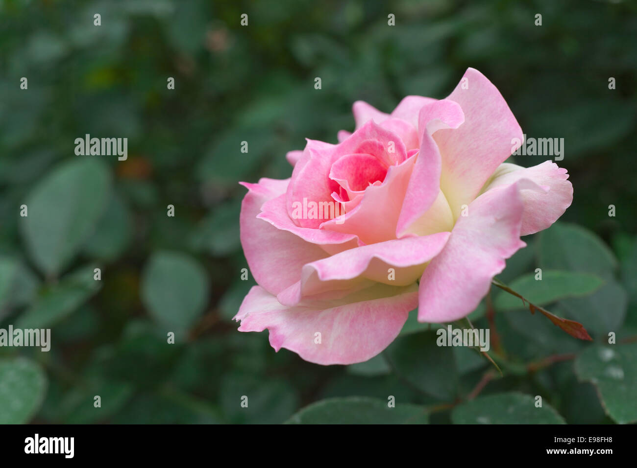 Matilda rose hi-res stock photography and images - Alamy