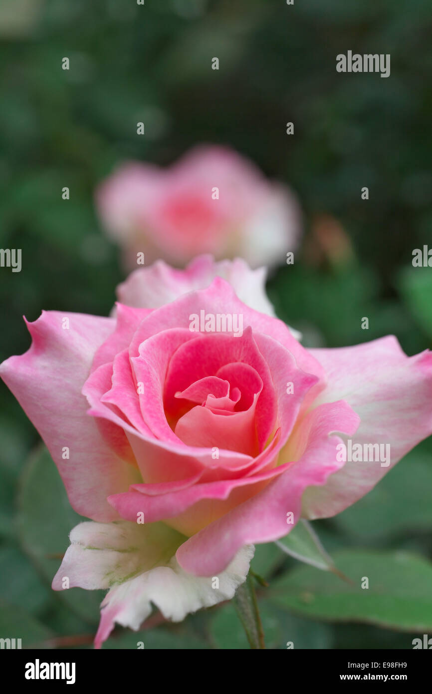 Matilda rose hi-res stock photography and images - Alamy