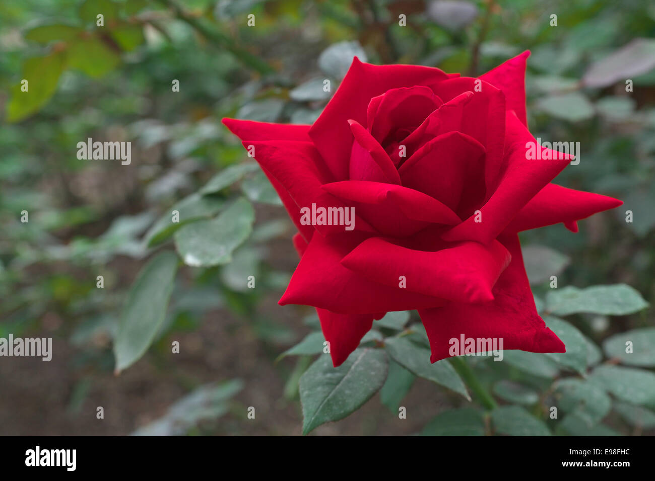 Red noon flower hi-res stock photography and images - Alamy