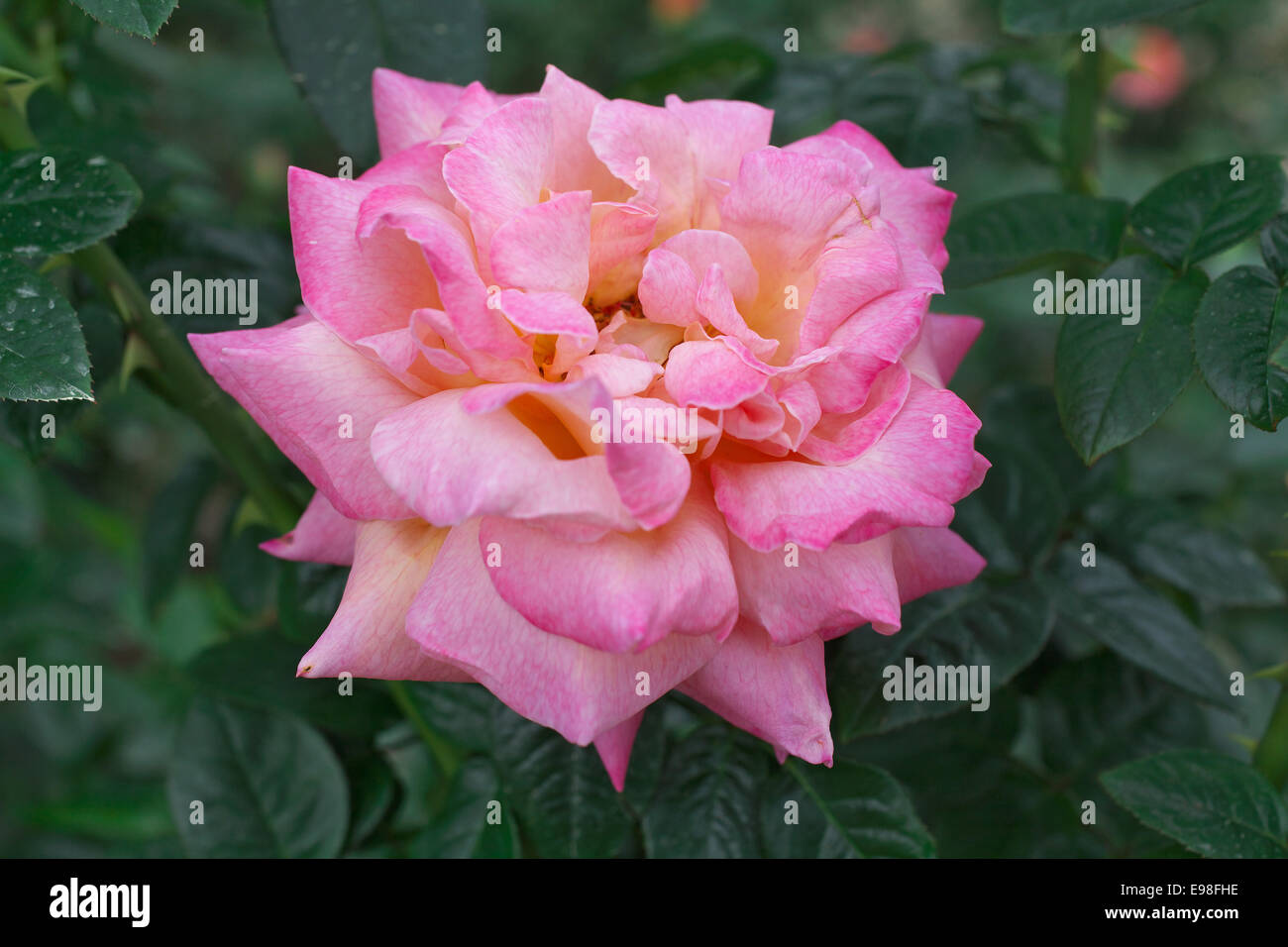 Chicago peace rose hi-res stock photography and images - Alamy