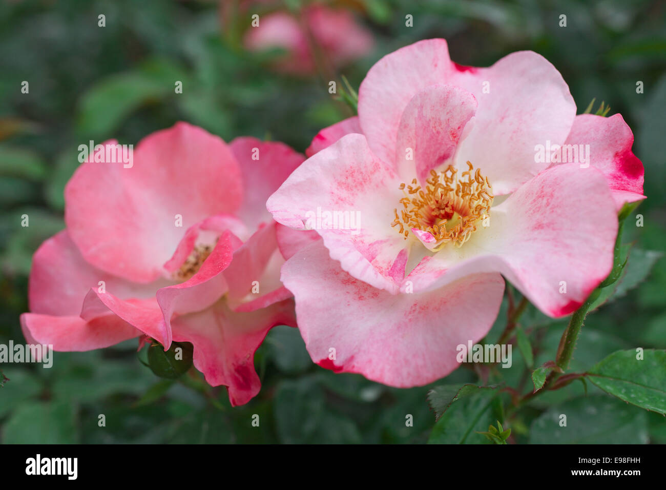 Tokyo rose hi-res stock photography and images - Alamy