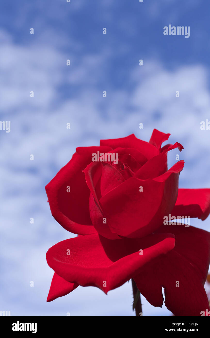 Rose roy hi-res stock photography and images - Alamy
