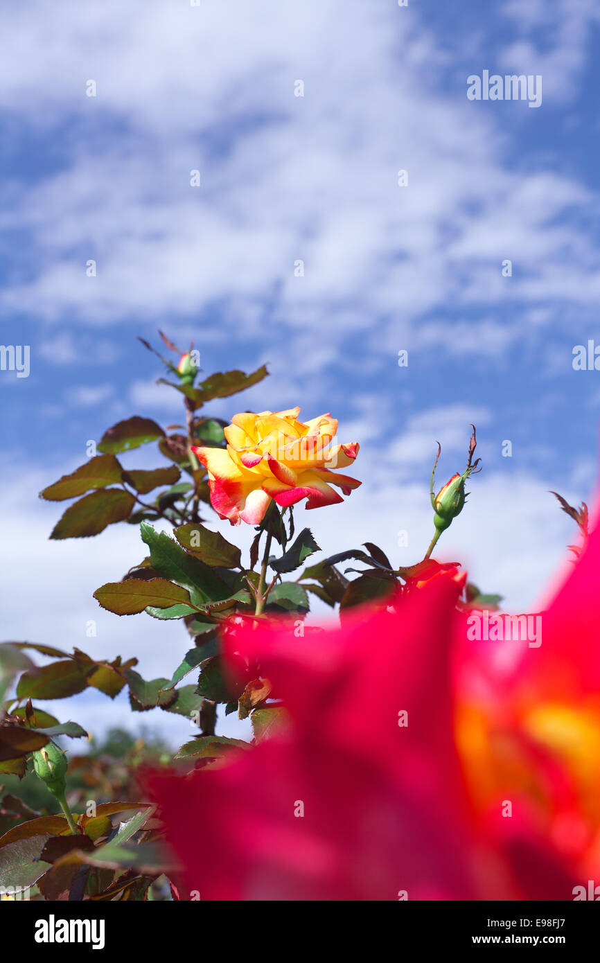 Charleston rose hi-res stock photography and images - Alamy