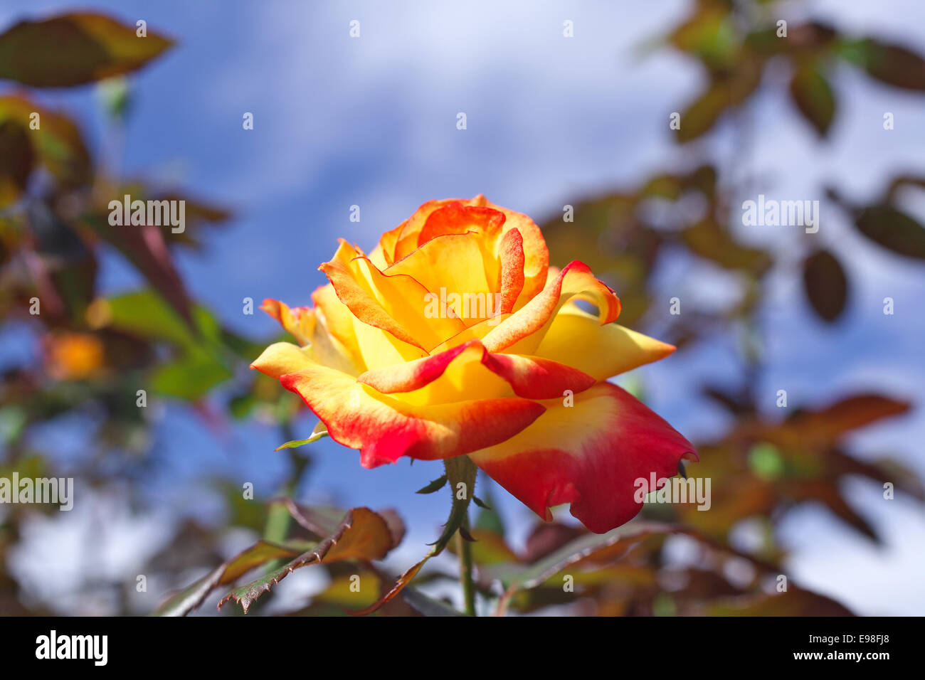 Charleston rose hi-res stock photography and images - Alamy