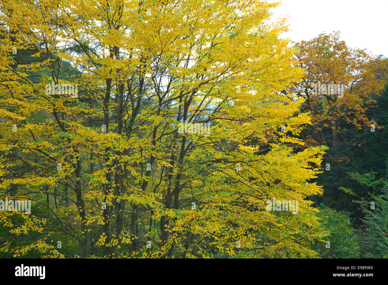 No wig hi-res stock photography and images - Alamy