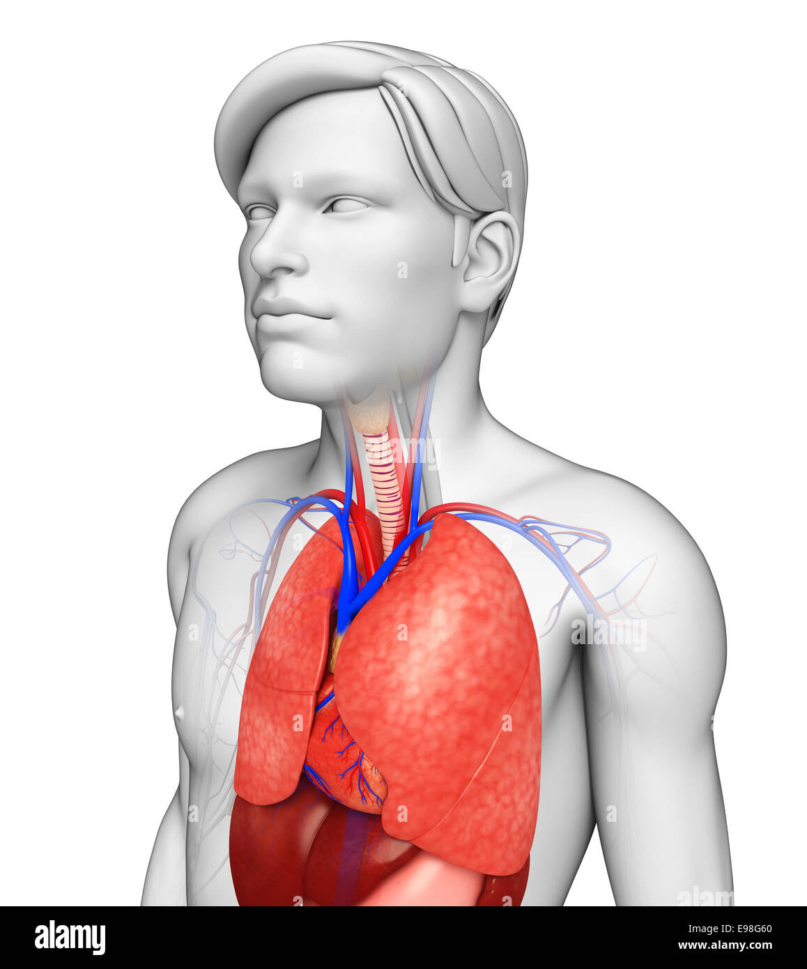 Illustration of male lungs anatomy Stock Photo - Alamy