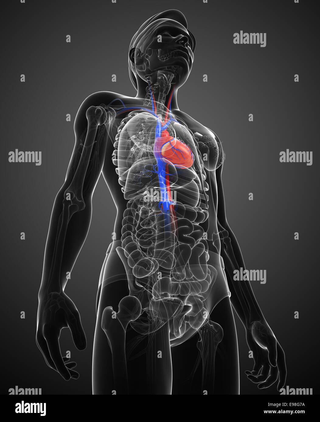 Illustration of Male heart anatomy Stock Photo - Alamy