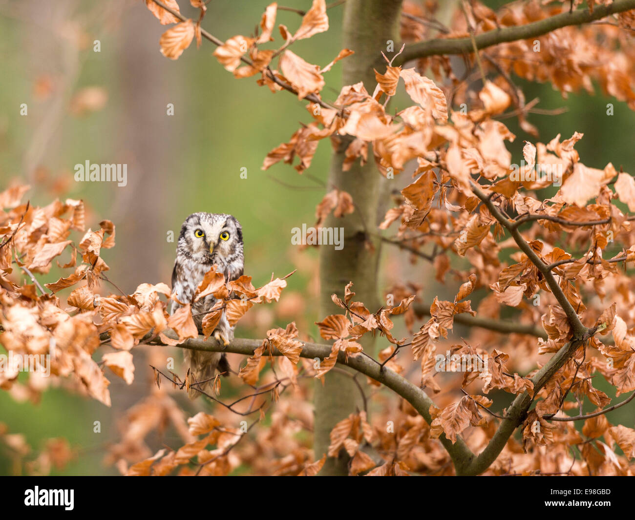 Owl forest scene hi-res stock photography and images - Alamy