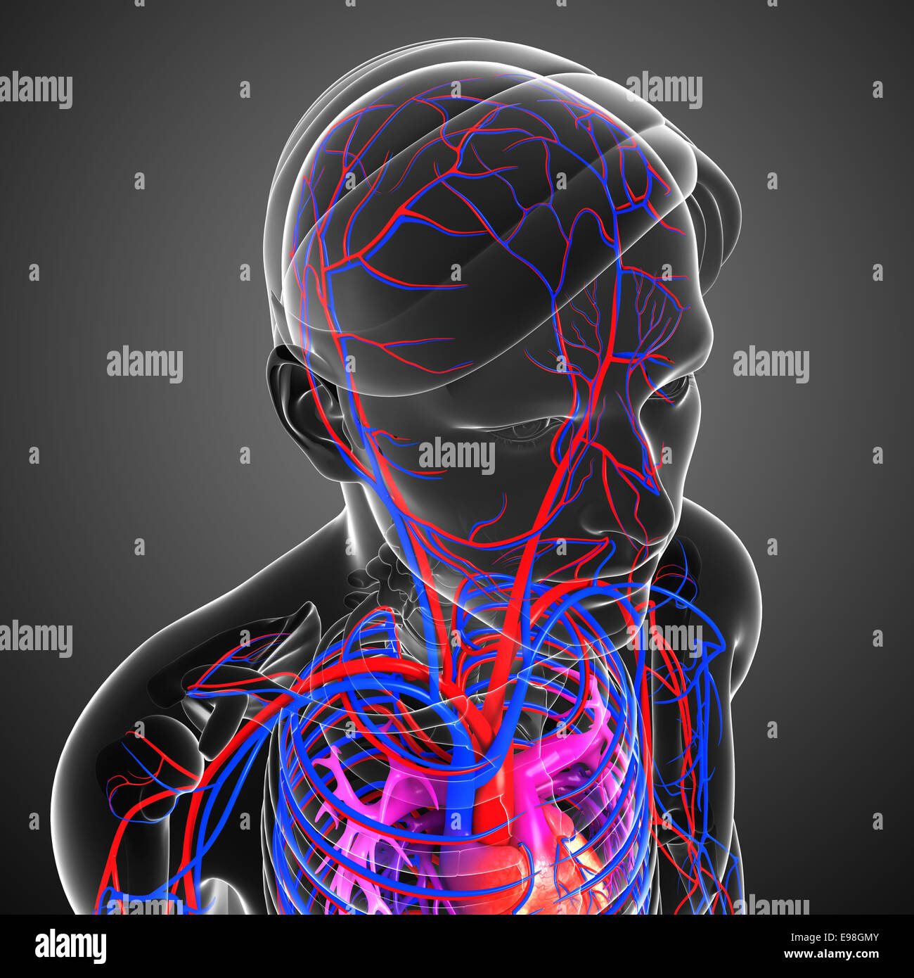 Illustration of brain circulatory system Stock Photo - Alamy