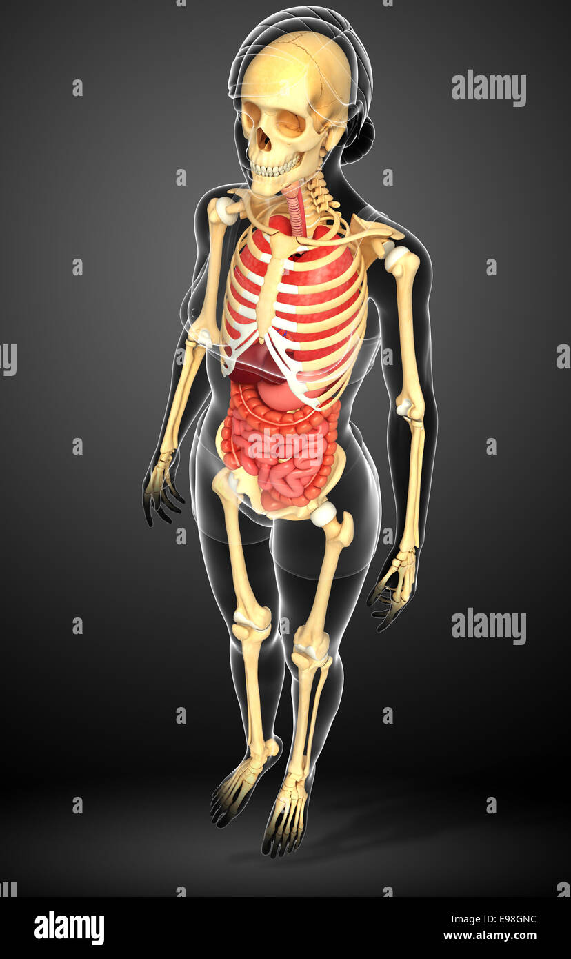 Illustration of female skeleton digestive system Stock Photo - Alamy