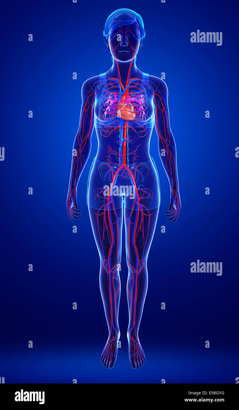 Illustration of female circulatory system Stock Photo - Alamy