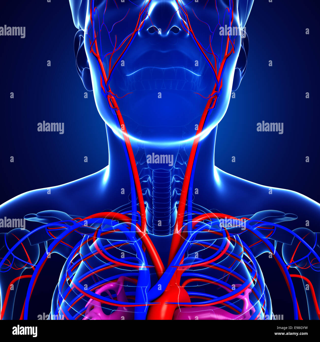 Illustration of neck circulatory system Stock Photo - Alamy
