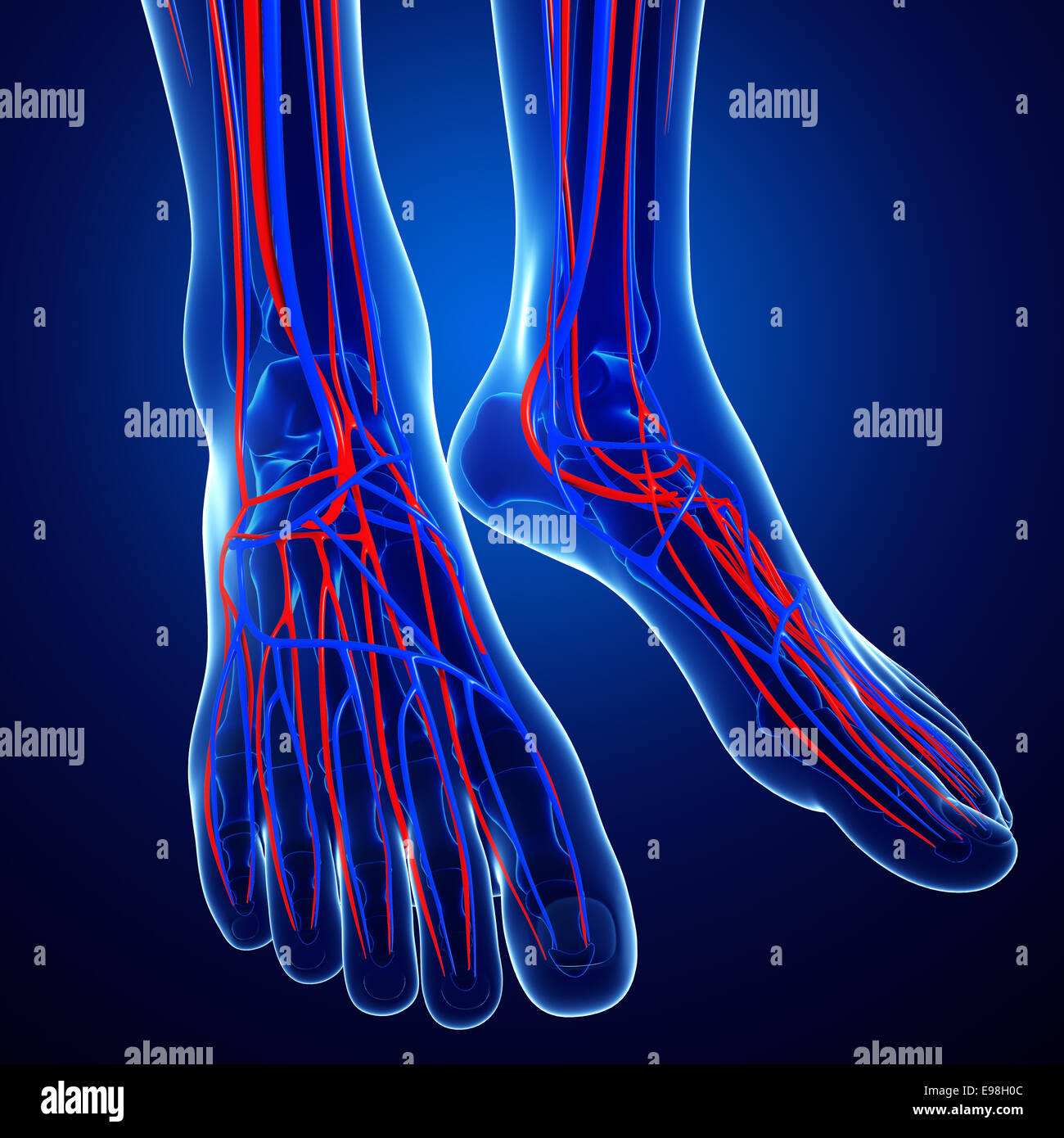 Veins arteries foot hi-res stock photography and images - Alamy