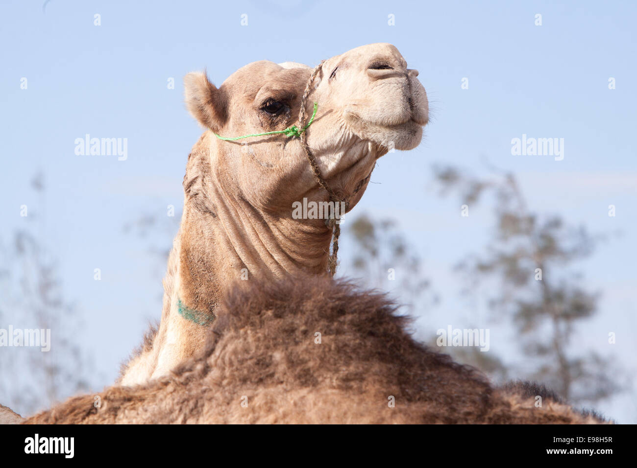 The Camel market Stock Photo - Alamy