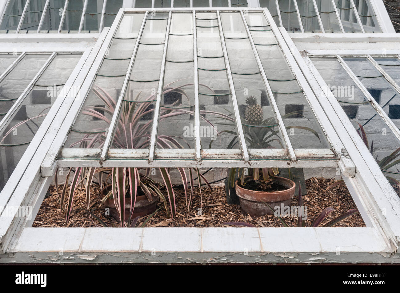 The Lost Gardens of Heligan, Cornwall, UK. Horse manure is used to heat ...