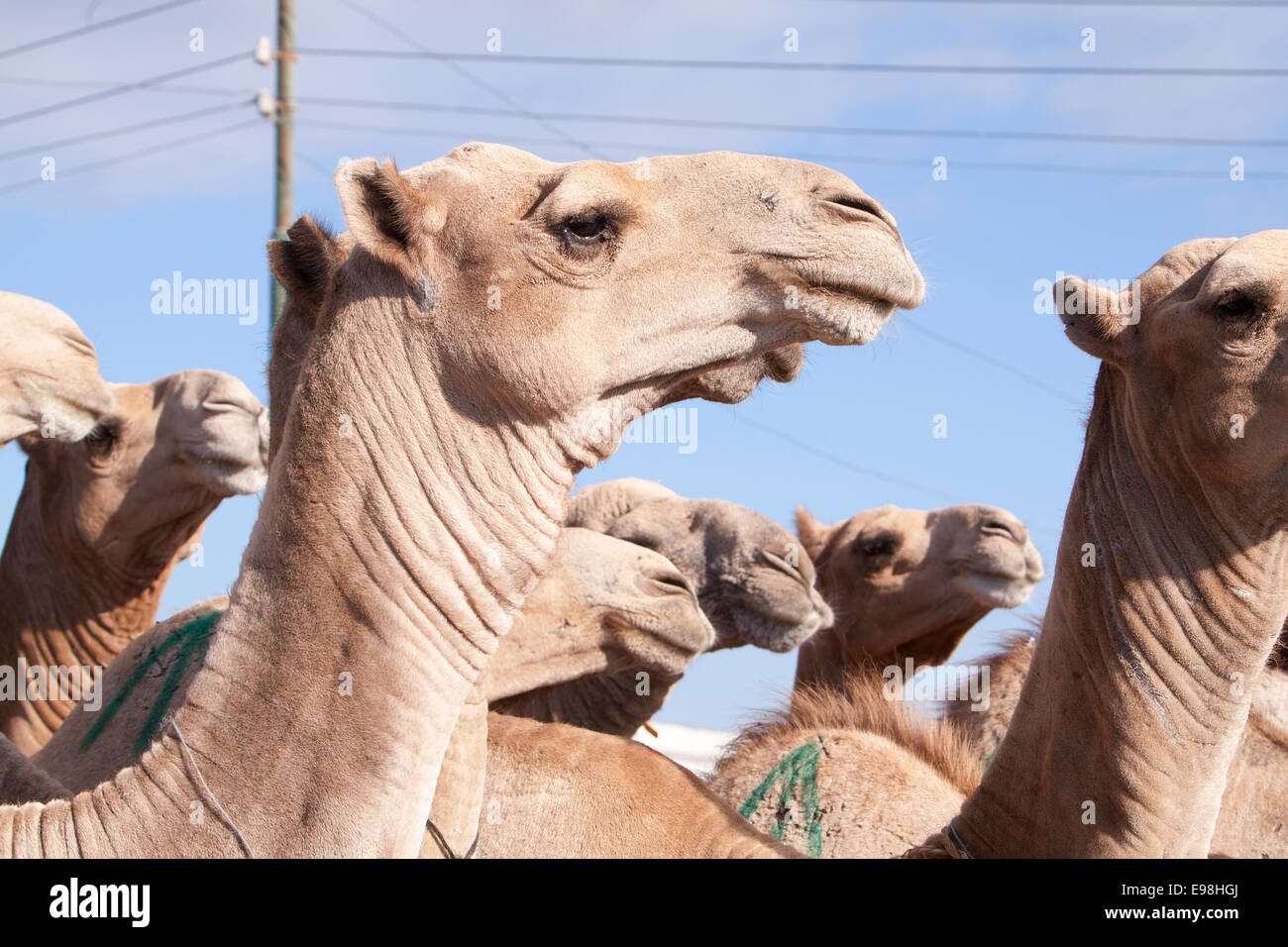 The Camel market Stock Photo - Alamy