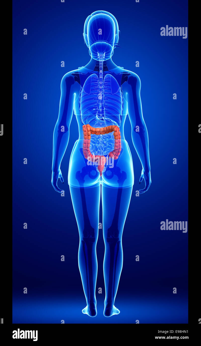 Illustration of Female large intestine anatomy Stock Photo - Alamy