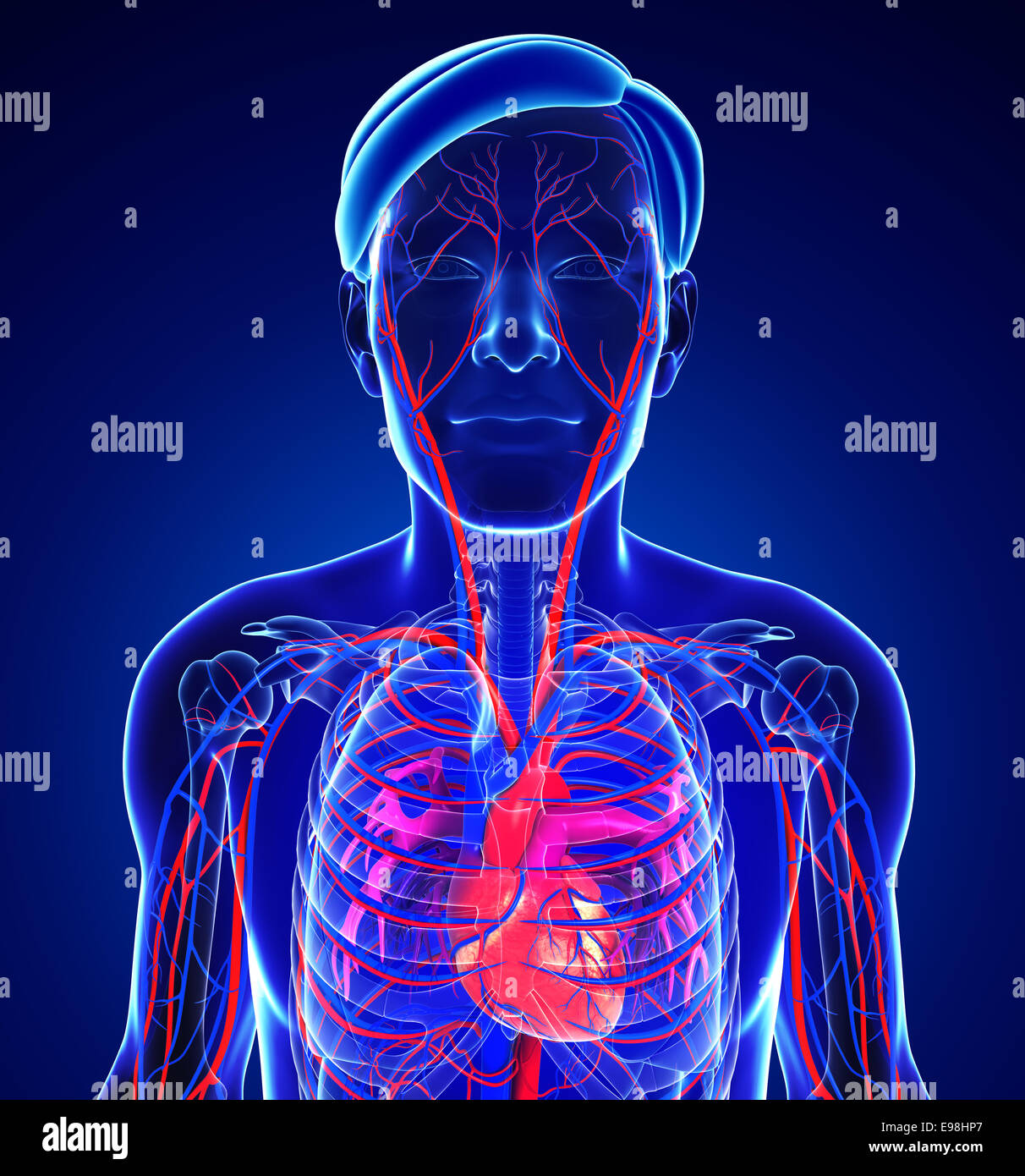 Illustration of Male heart circulatory system Stock Photo - Alamy