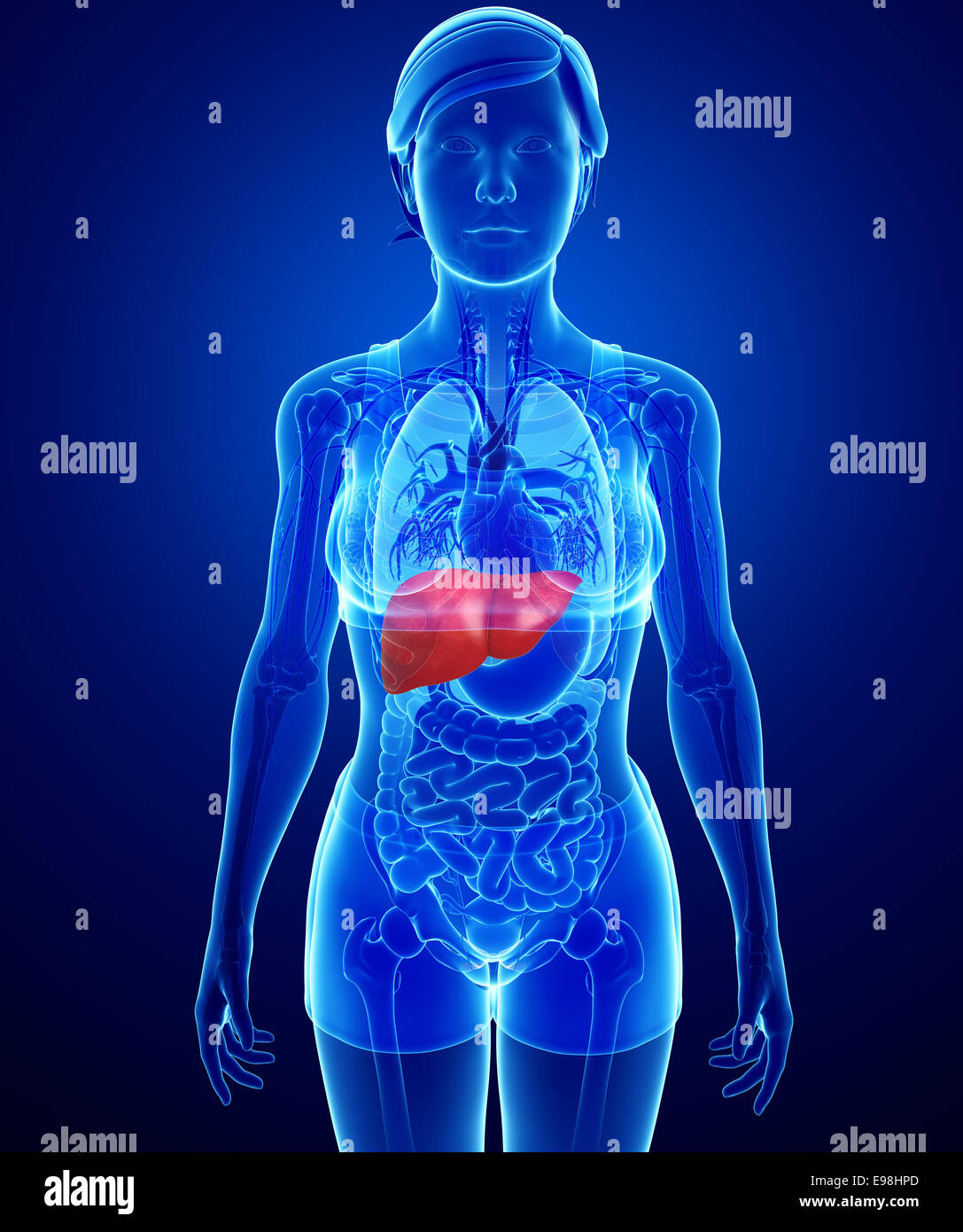 Illustration of Female liver anatomy Stock Photo - Alamy