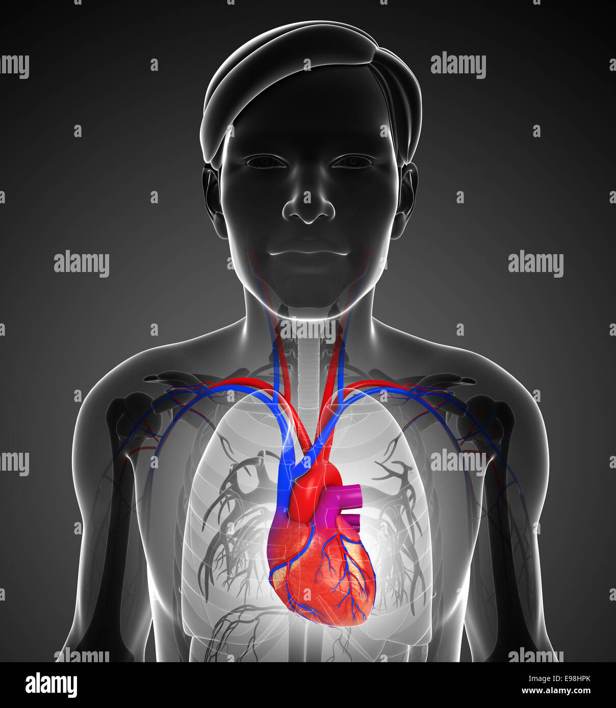 Illustration of Male heart anatomy Stock Photo - Alamy