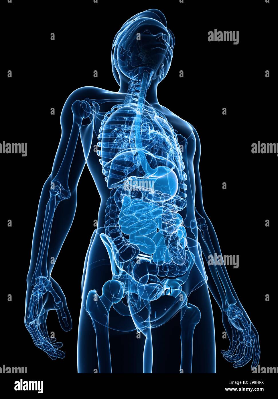 Illustration of x ray male digestive system artwork Stock Photo - Alamy