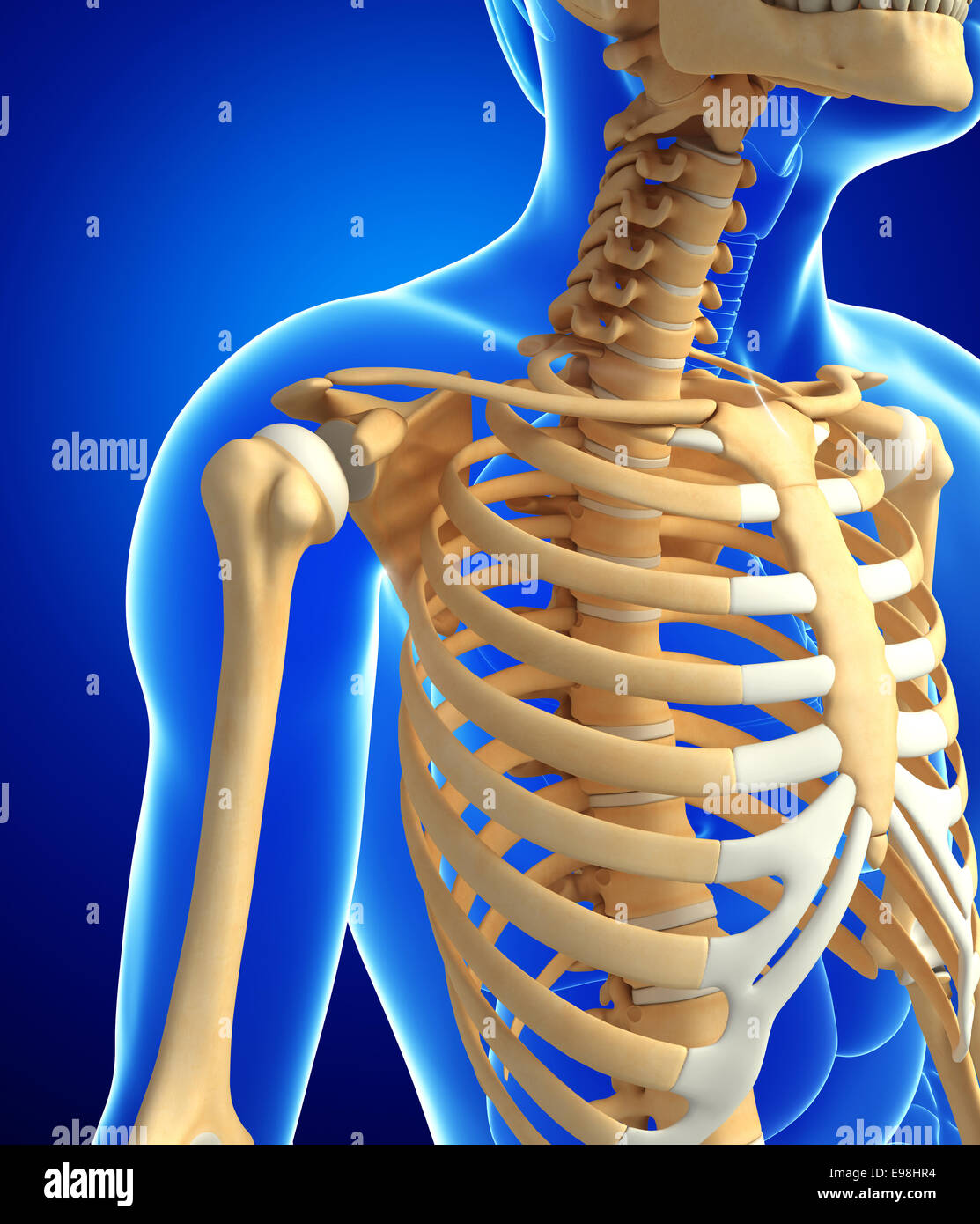 Illustration of human skeleton anatomy Stock Photo - Alamy