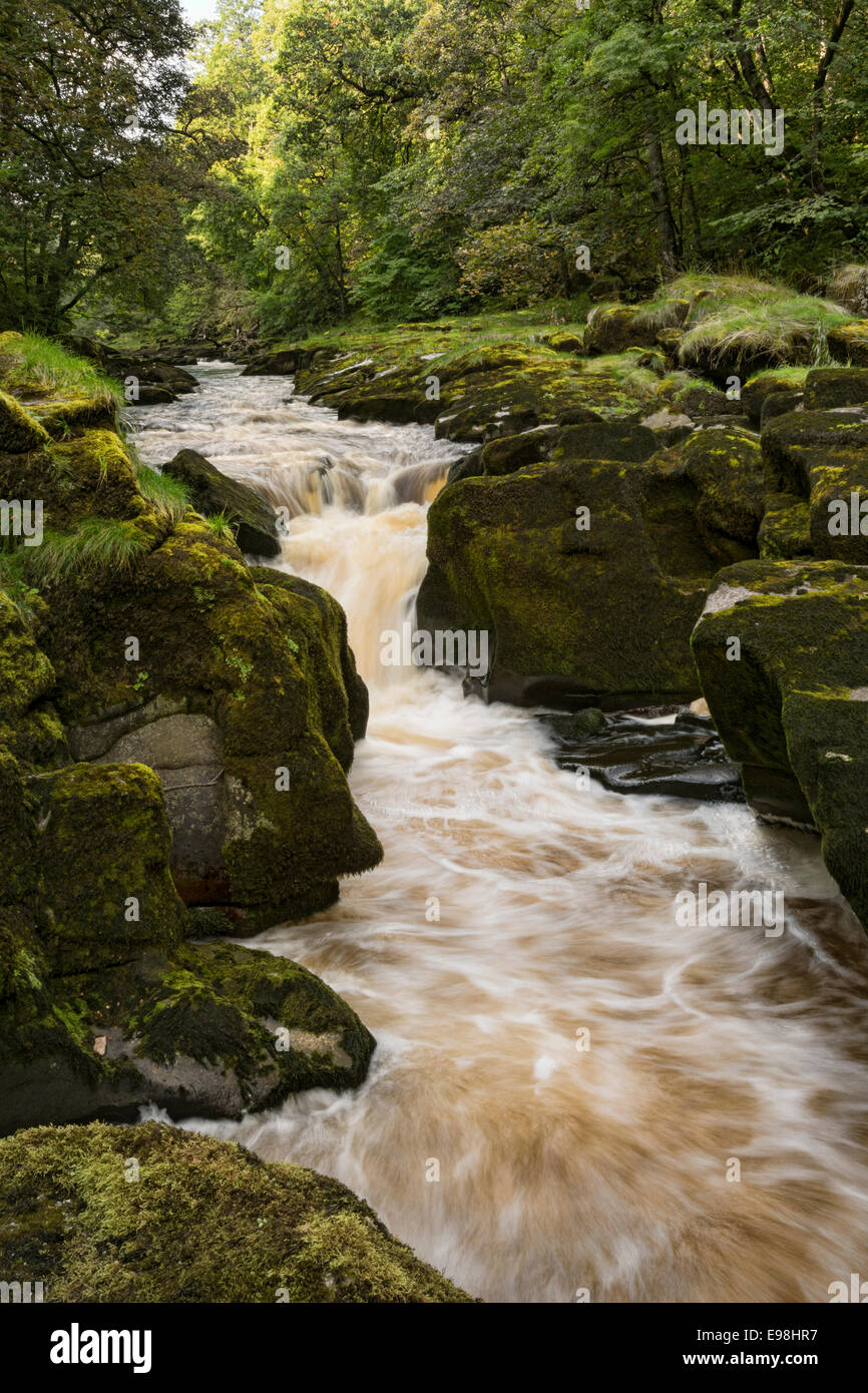 The River Wharfe at High Strid Woods, Yorkshire Stock Photo - Alamy
