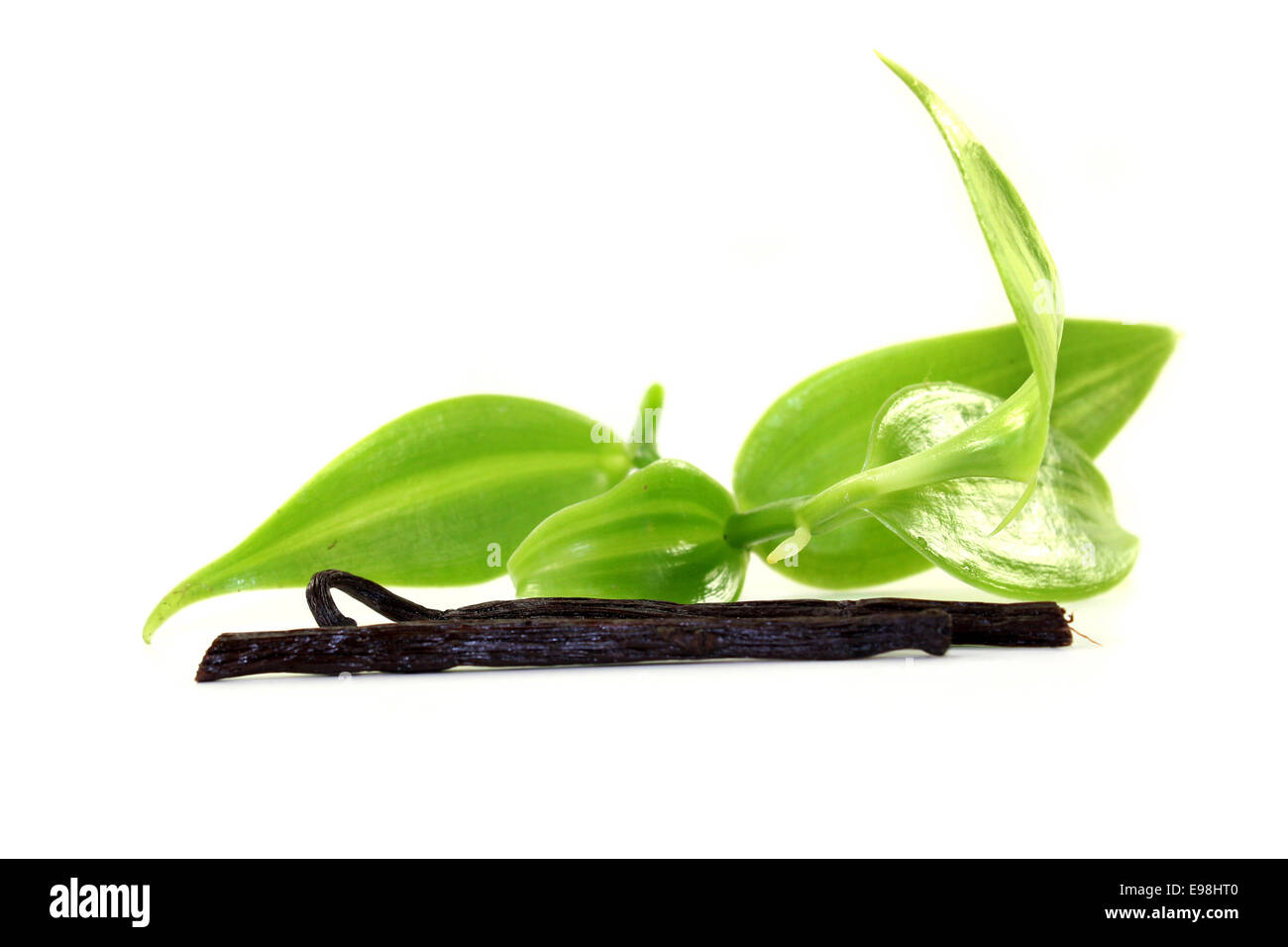 a vanilla bean with fresh vanilla leaves against white background Stock ...
