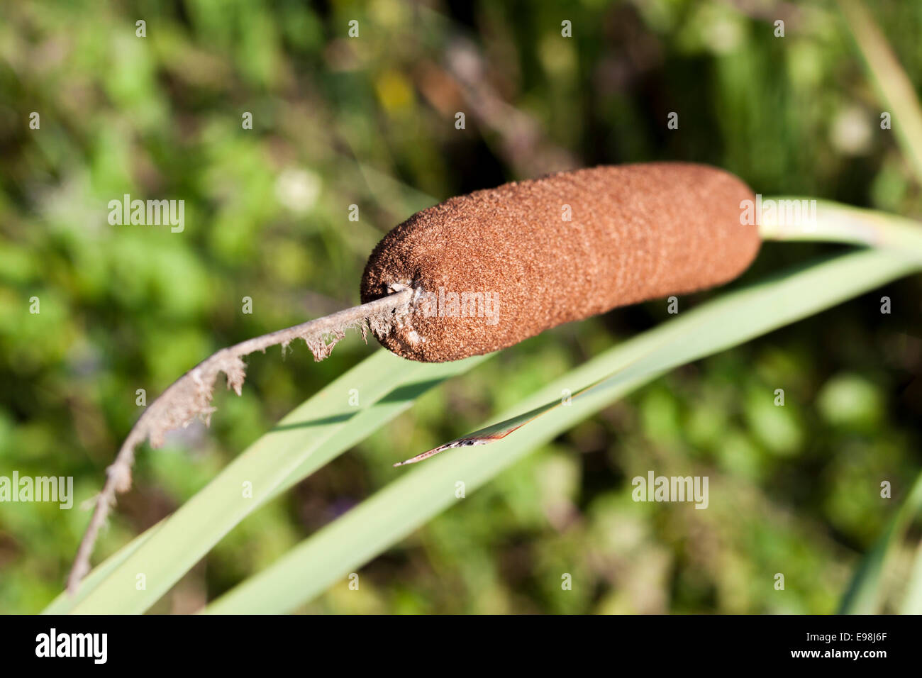 Bulrush Flower High Resolution Stock Photography and Images - Alamy