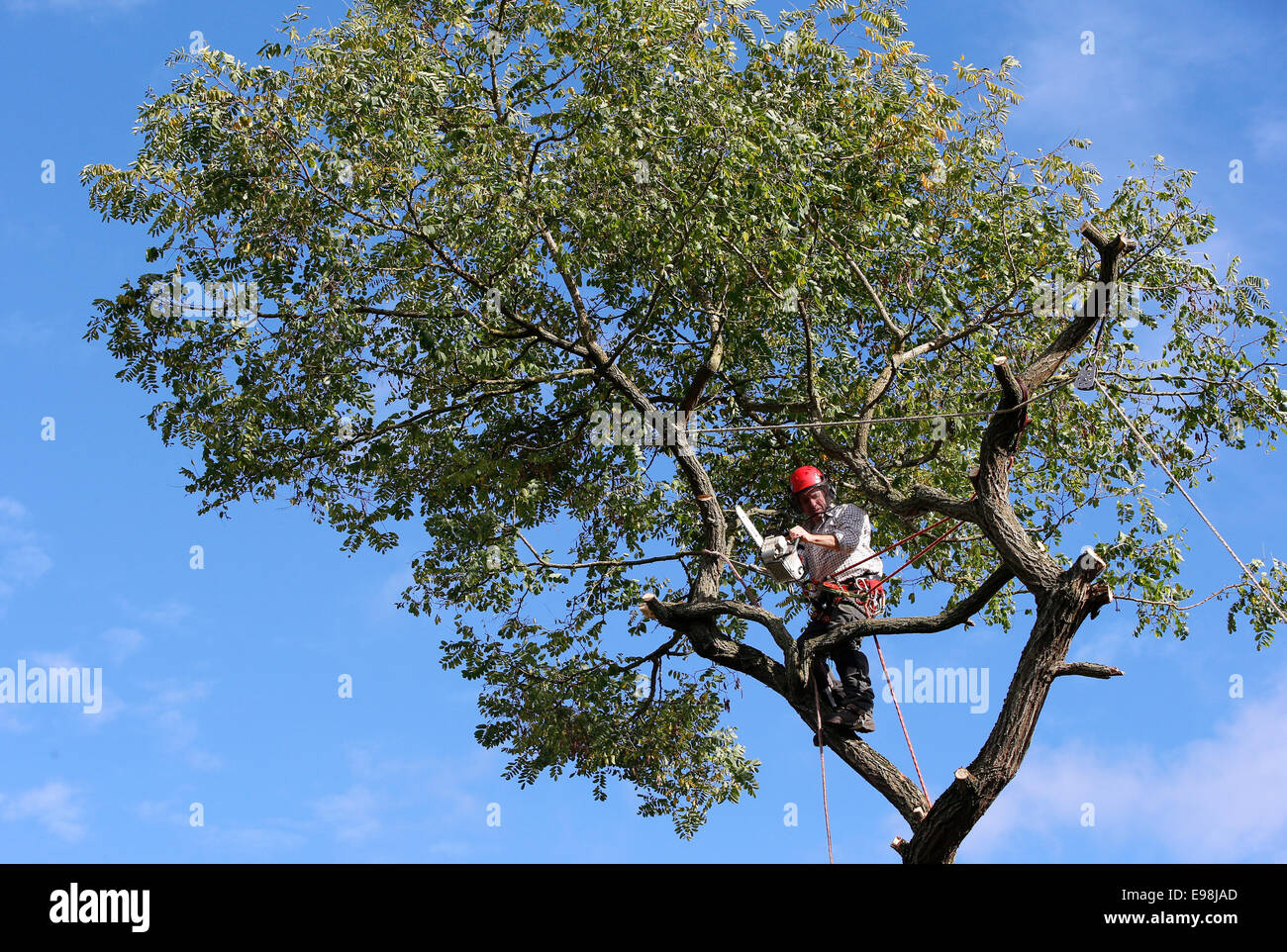 Cutting off branches hi-res stock photography and images - Alamy