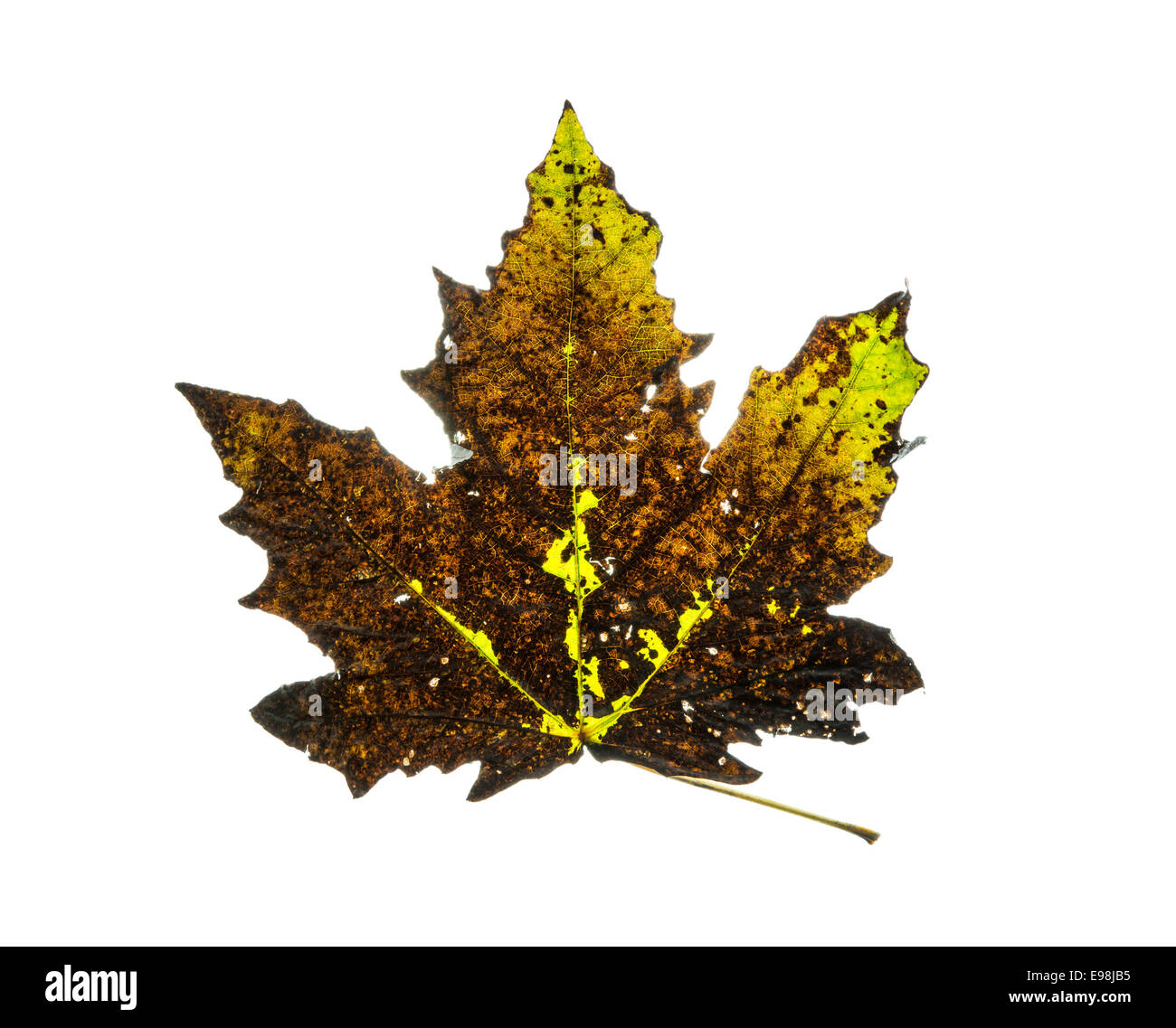 Beautiful cracked autumn leaf isolated on white background Stock Photo ...