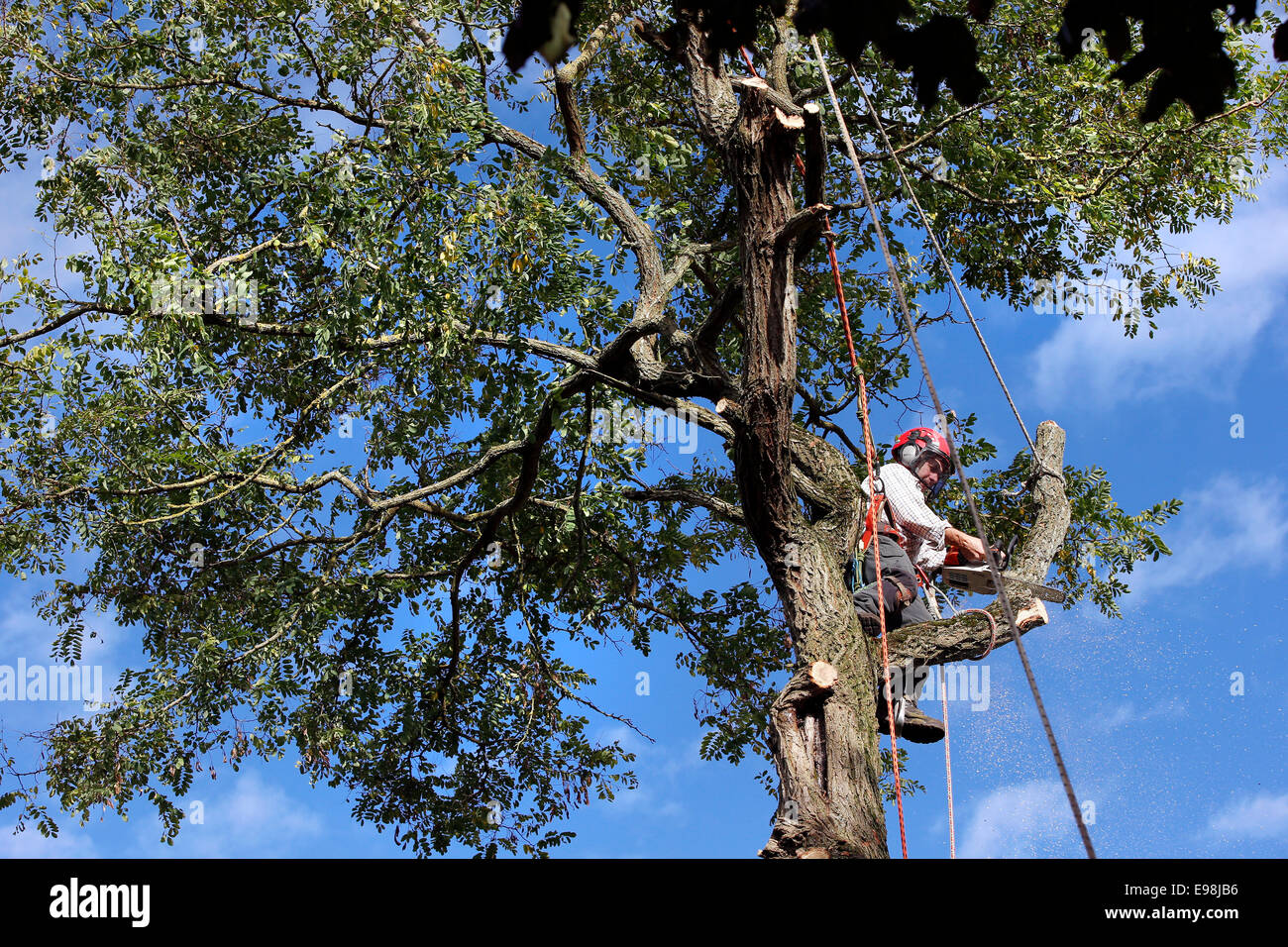 A tree surgeon lumberjack works up a tree cutting off branches and and ...