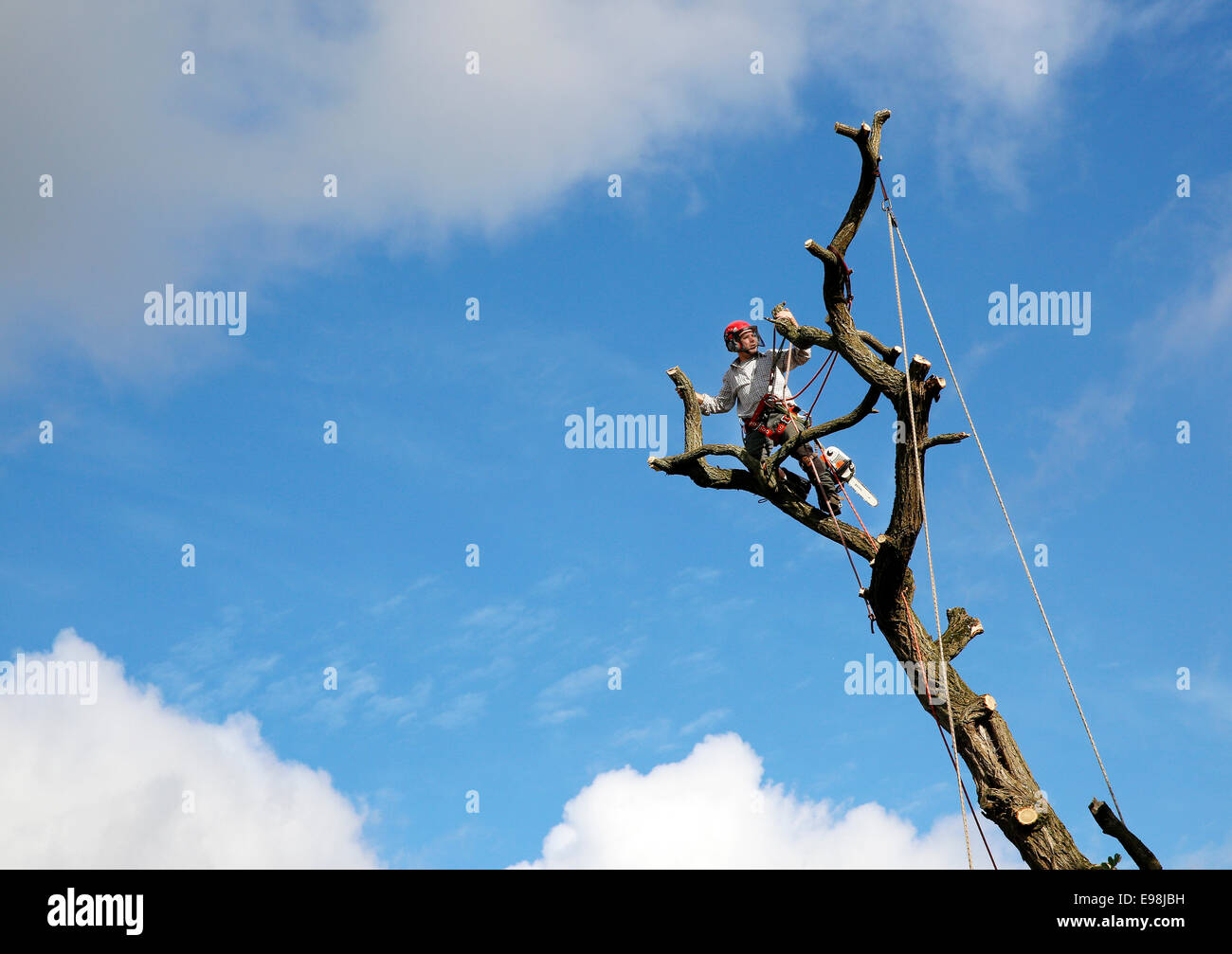 A tree surgeon lumberjack works up a tree cutting off branches and and ...