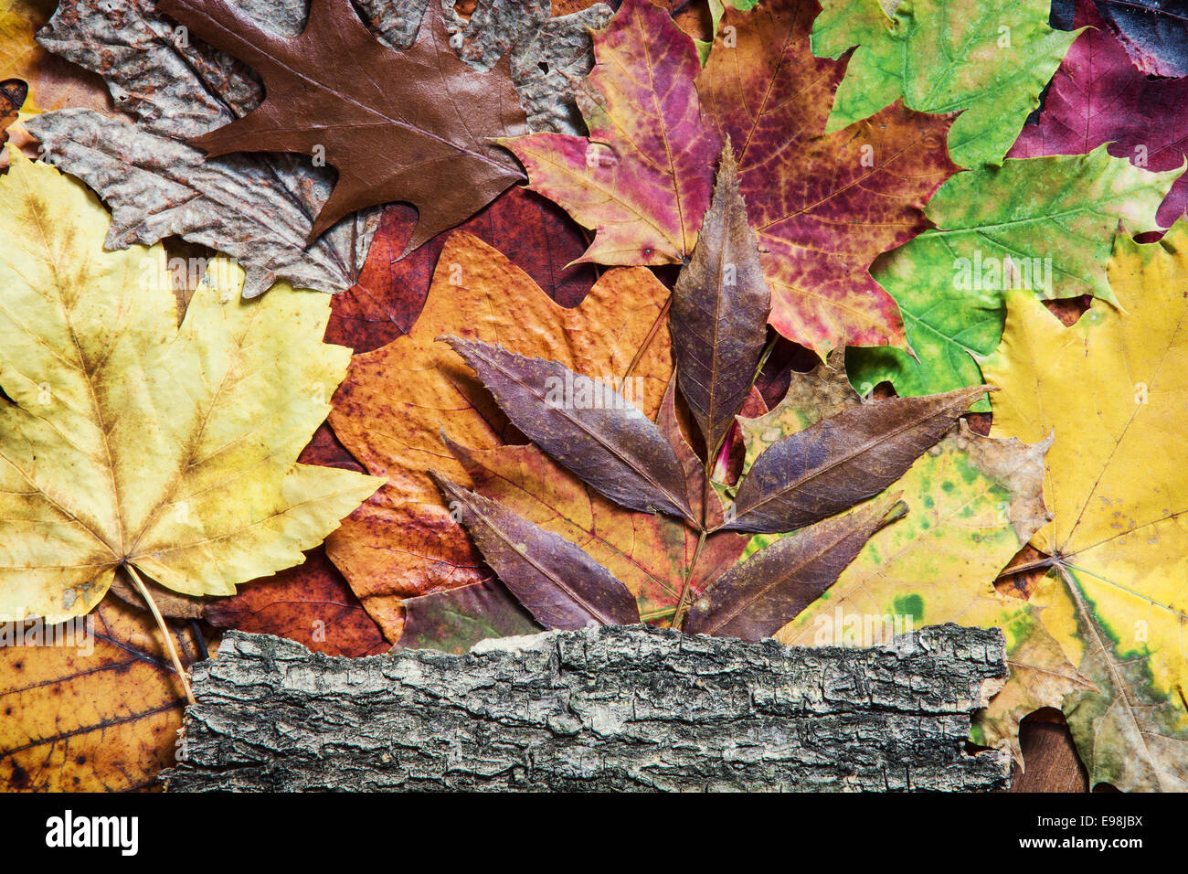 Colorful autumn leaves and tree bark. Seasonal natural background Stock ...