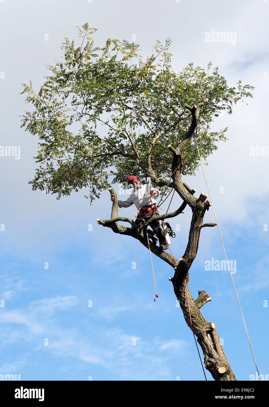 Cutting off branches hi-res stock photography and images - Alamy