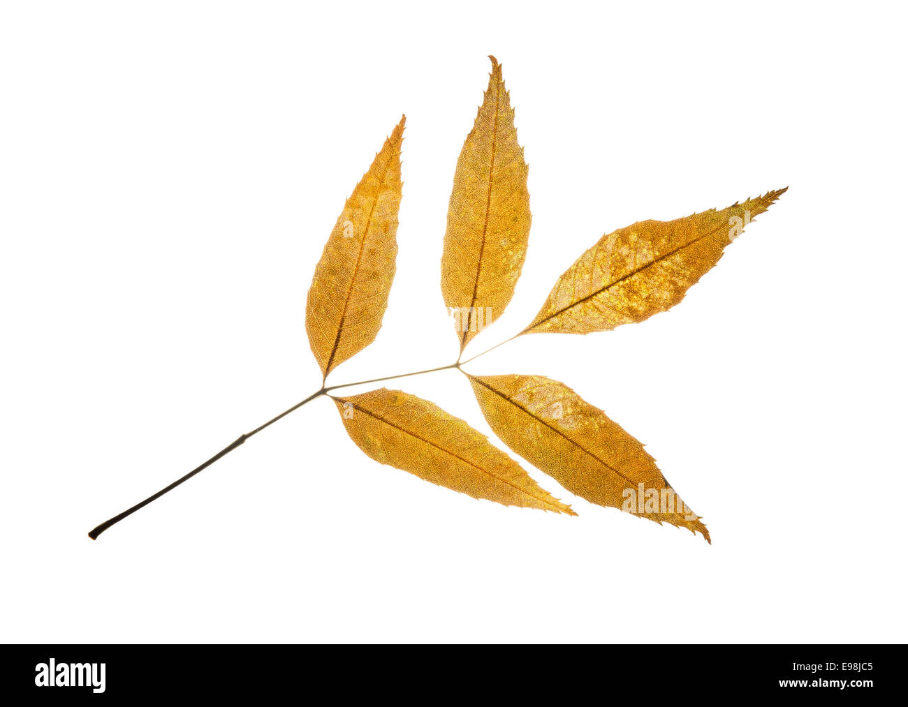 European ash Cut Out Stock Images & Pictures - Alamy