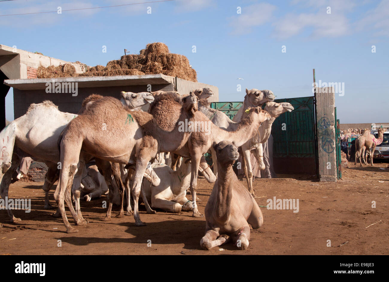 The Camel market Stock Photo - Alamy
